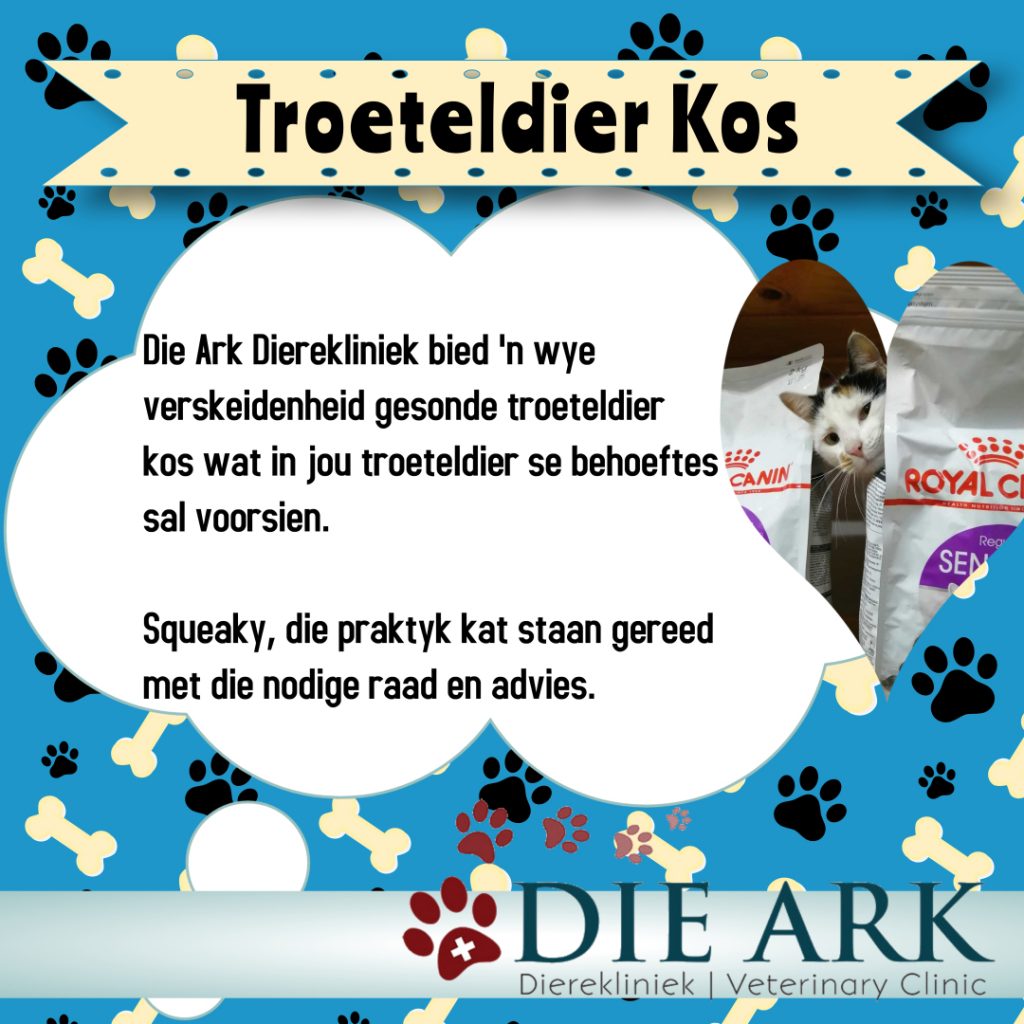 10 Feite oor Huiskatte - Veearts/Veterinarian Paarl
