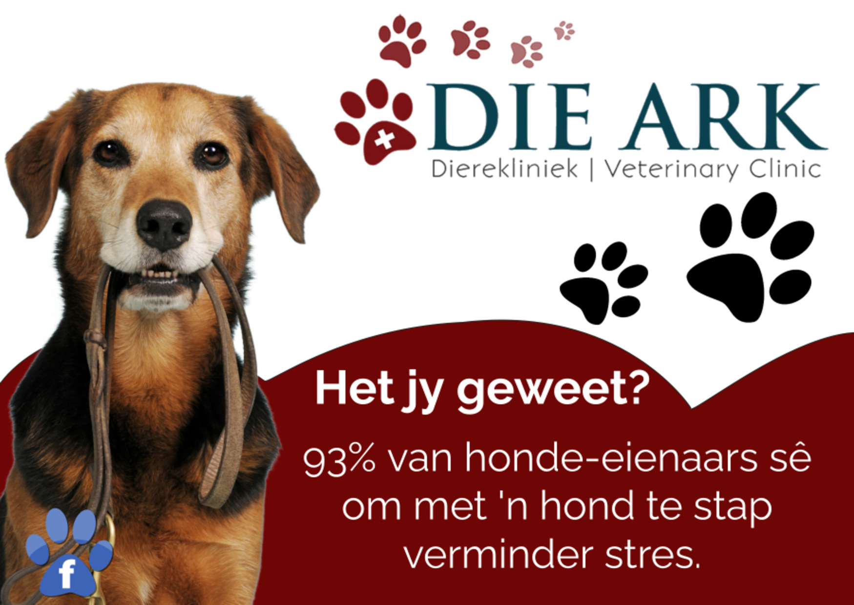 10 Feite oor Huiskatte - Veearts/Veterinarian Paarl